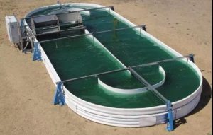 国外微藻培养系统的商业化 | 上海光语生物科技有限公司