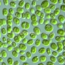 Chlorella sp. | LEADINGTEC