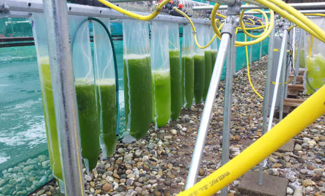 Algae roofing material | LEADINGTEC