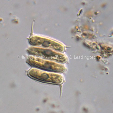 Scenedesmus armatus | 上海光语生物科技有限公司