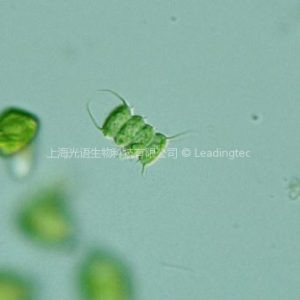 被甲栅藻（GY-D6 Scenedesmus armatus） | 上海光语生物科技有限公司