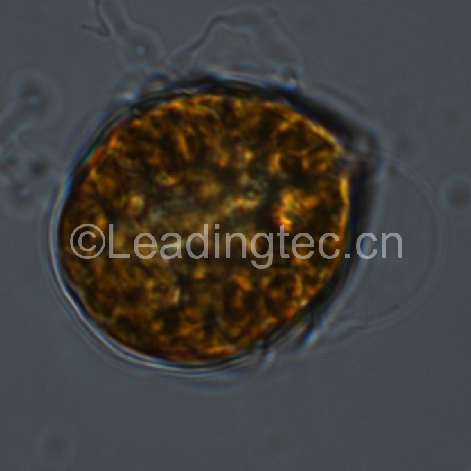 锥状斯克里普藻(GY-H42 Scrippsiella trochoidea) | 上海光语生物科技有限公司