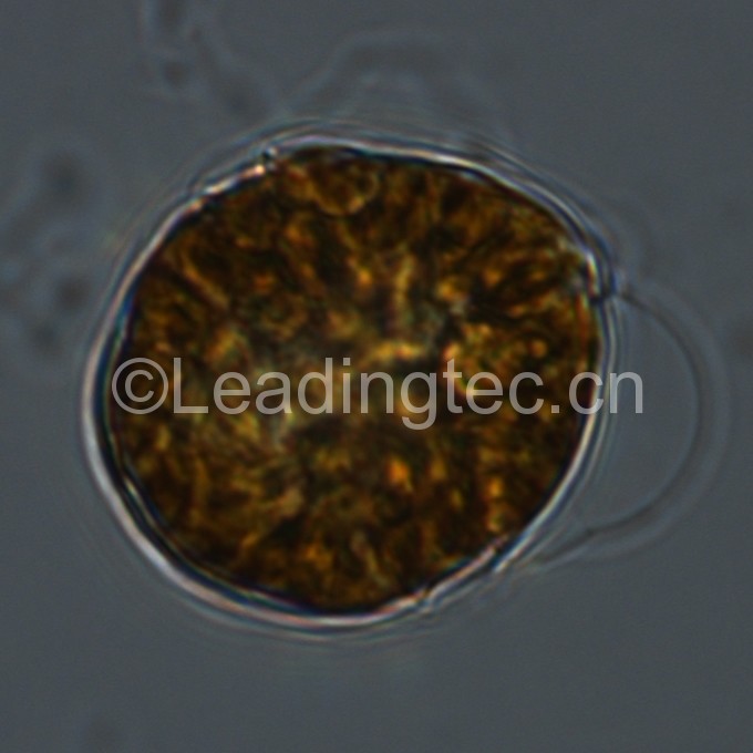 锥状斯克里普藻(GY-H42 Scrippsiella trochoidea) | 上海光语生物科技有限公司