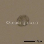 寇氏隐甲藻(Crypthecodinium cohnii)购买扩培经历 | 上海光语生物科技有限公司