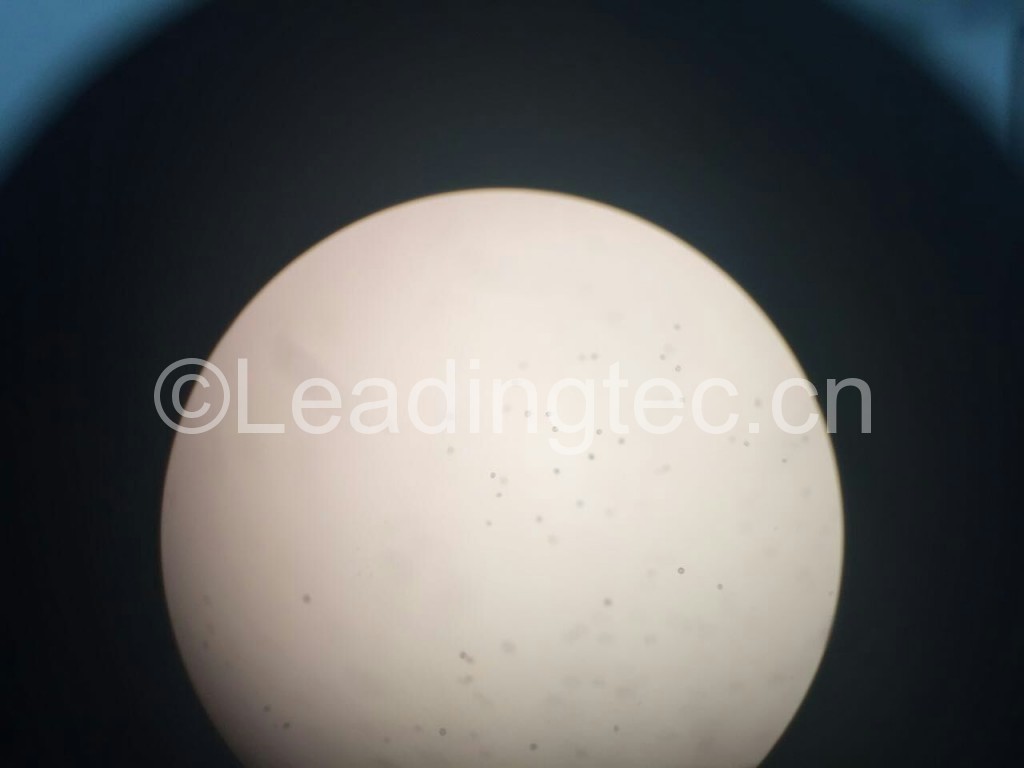 寇氏隐甲藻(Crypthecodinium cohnii)购买扩培经历 | 上海光语生物科技有限公司