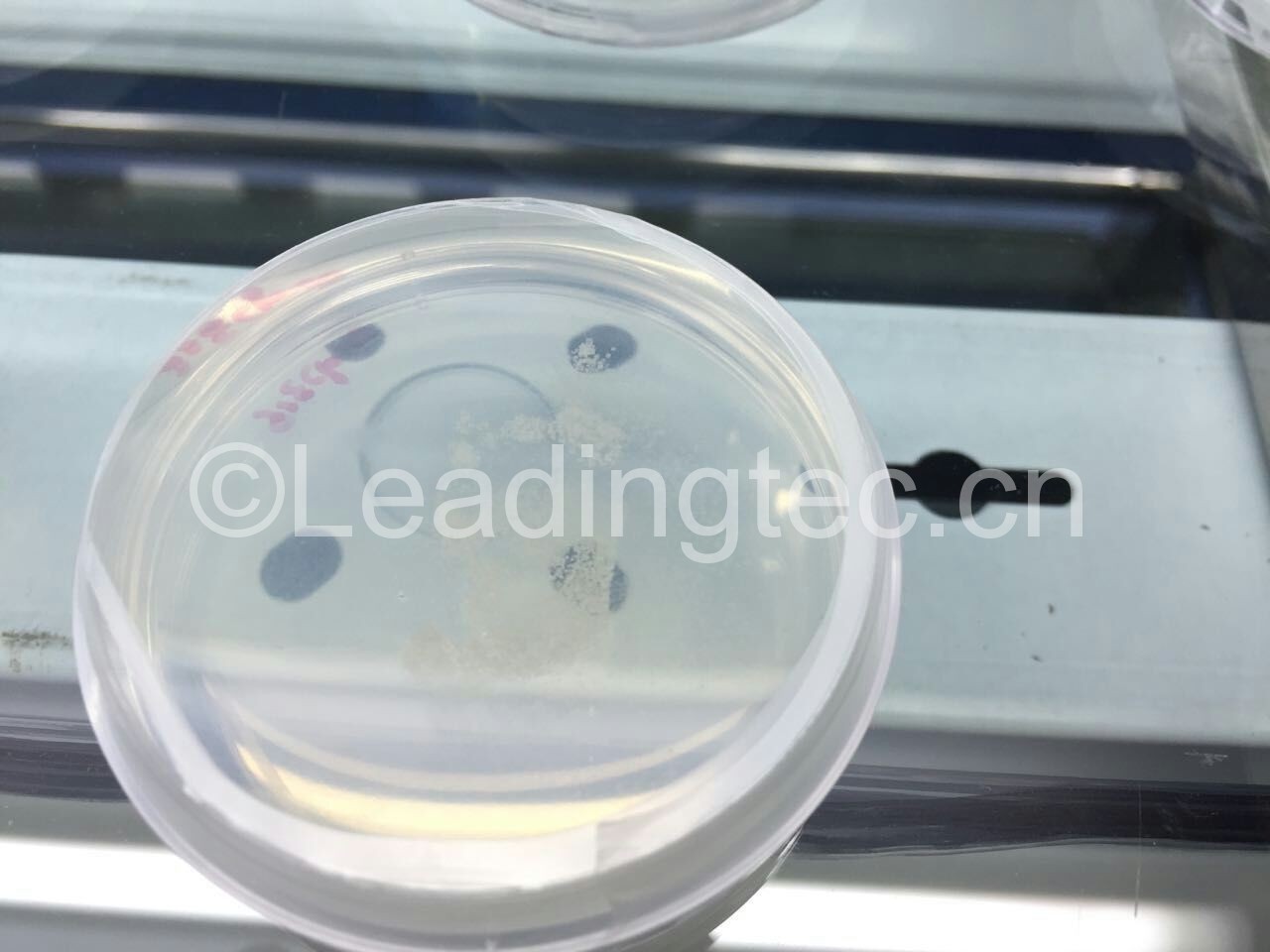 寇氏隐甲藻(Crypthecodinium cohnii)购买扩培经历 | 上海光语生物科技有限公司