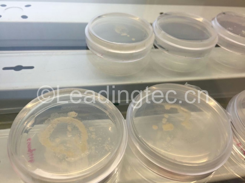 寇氏隐甲藻(Crypthecodinium cohnii)购买扩培经历 | 上海光语生物科技有限公司