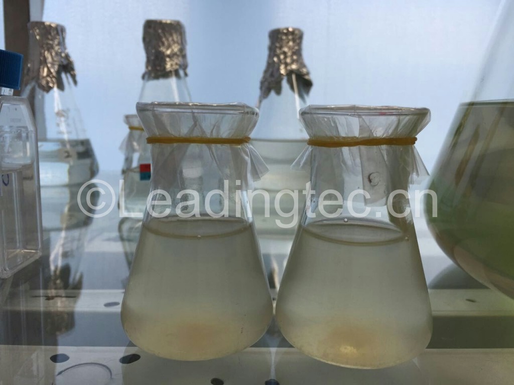 寇氏隐甲藻(Crypthecodinium cohnii)购买扩培经历 | 上海光语生物科技有限公司