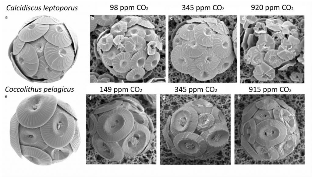 颗石藻（Coccolithophores） | 上海光语生物科技有限公司