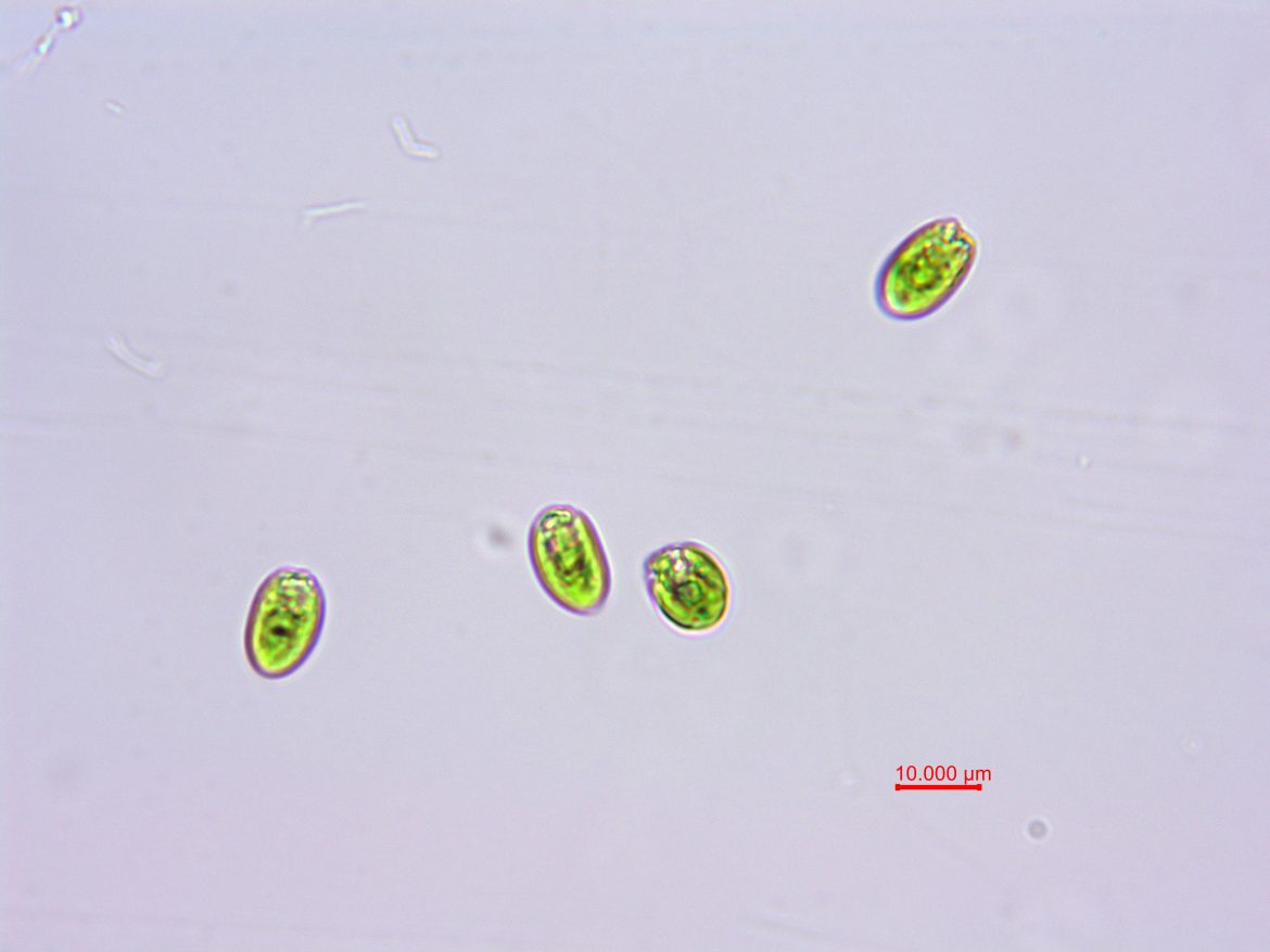 青岛大扁藻（GY-H1 Platymonas helgolandica tsingtaoensis） | 上海光语生物科技有限公司