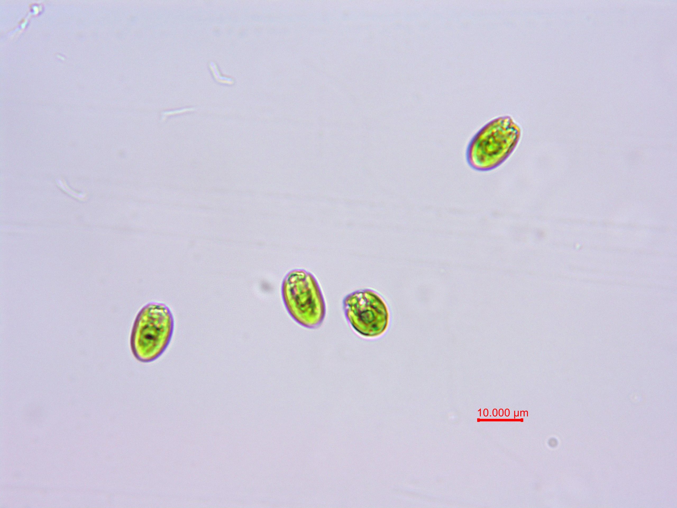 青岛大扁藻（GY-H1 Platymonas helgolandica tsingtaoensis） | 上海光语生物科技有限公司