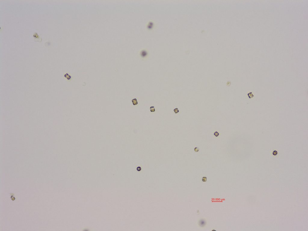 隐秘小环藻 (GY-H67 Cyclotella cryptica) | 上海光语生物科技有限公司