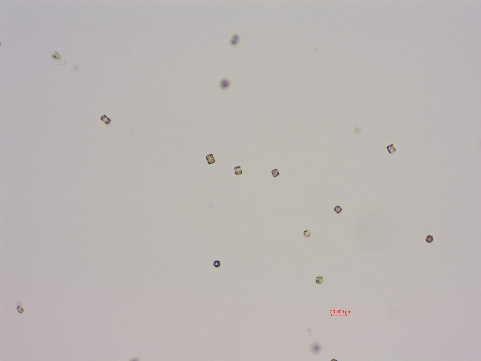 隐秘小环藻 (GY-H67 Cyclotella cryptica) | 上海光语生物科技有限公司