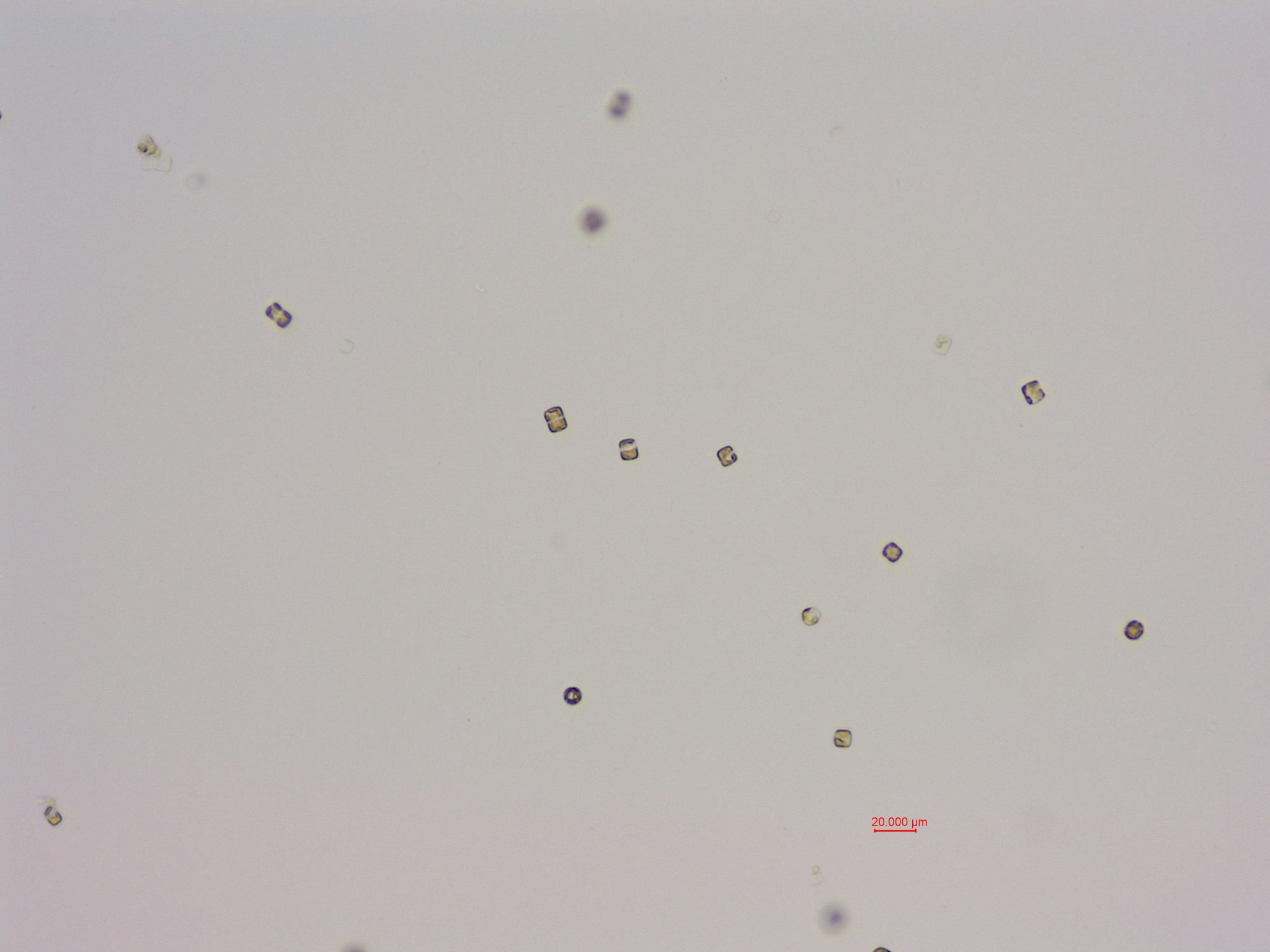 隐秘小环藻 (GY-H67 Cyclotella cryptica) | 上海光语生物科技有限公司