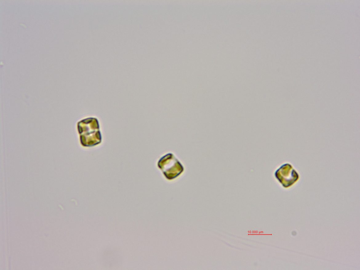 隐秘小环藻 (GY-H67 Cyclotella cryptica) | 上海光语生物科技有限公司