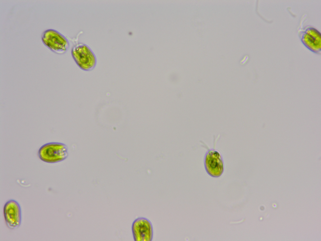 亚心形扁藻(GY-H5 Platymonas subcordiformis) | 上海光语生物科技有限公司
